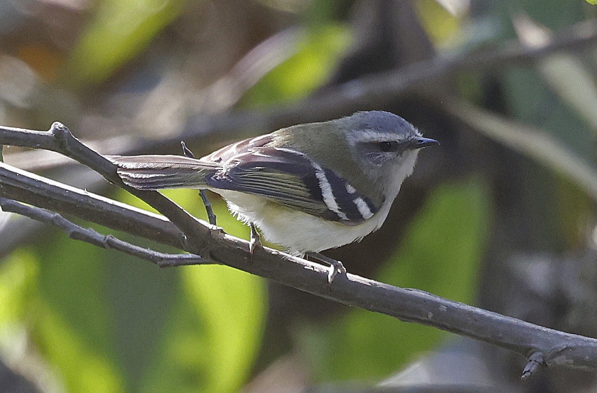 eBird Checklist - 28 Aug 2023 - Roadside Stop - 10 species