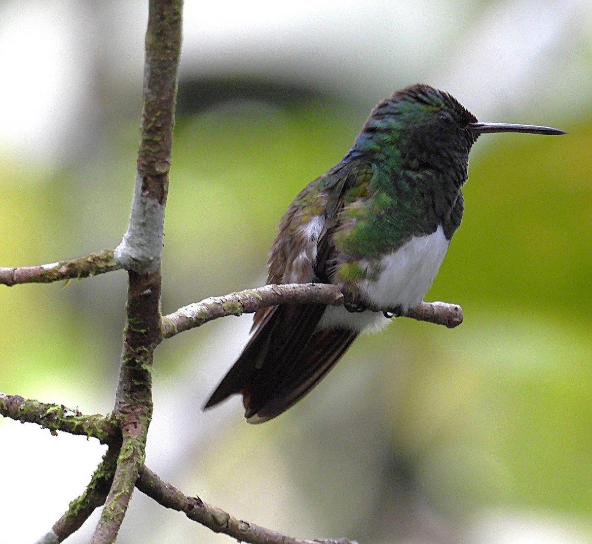 ML623644894 - Snowy-bellied Hummingbird - Macaulay Library