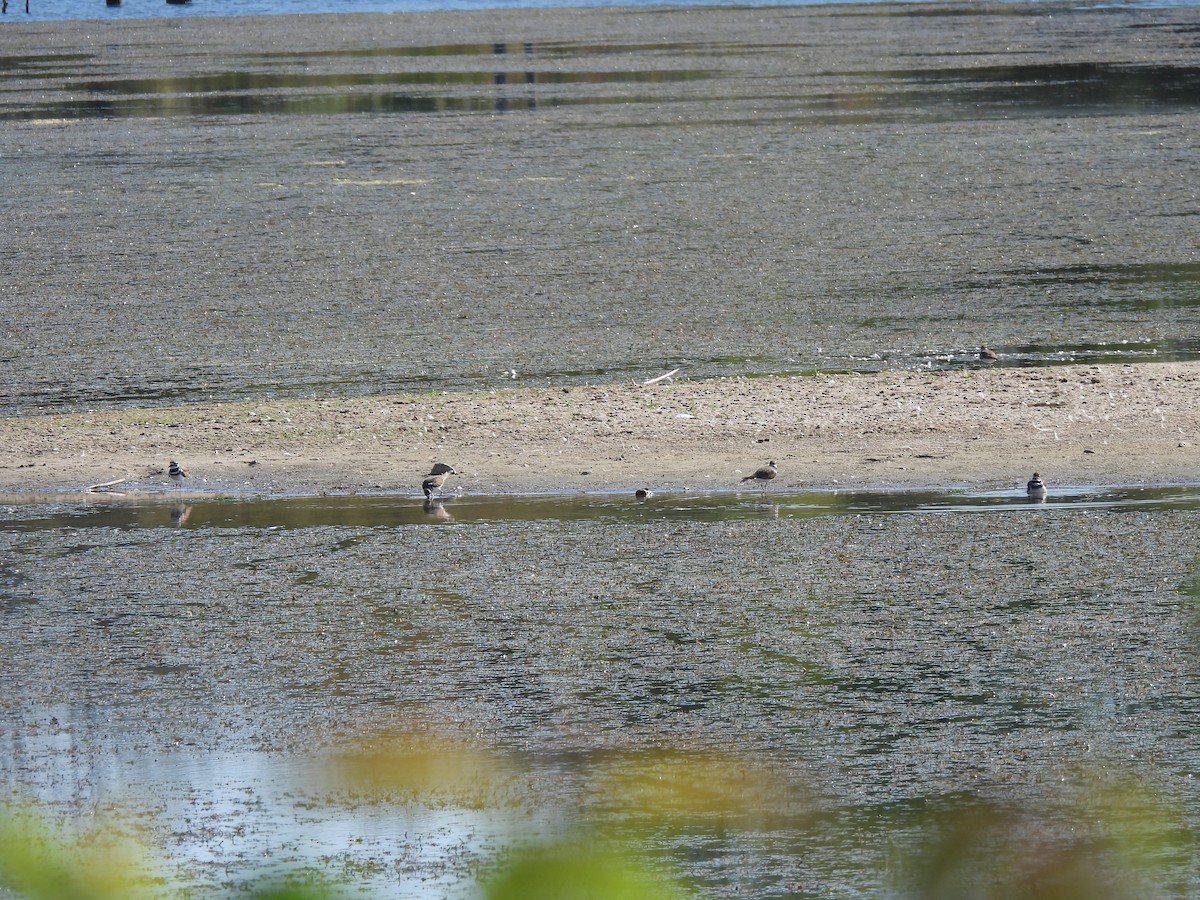 eBird Checklist - 12 Sep 2024 - Province Pond - 25 species (+1 other taxa)