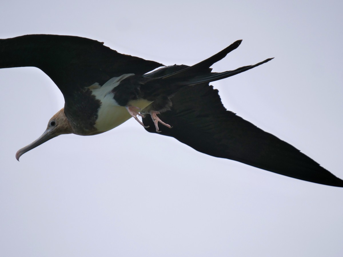 eBird Checklist - 4 Sep 2024 - Margaret Knoll Lookout - 10 species