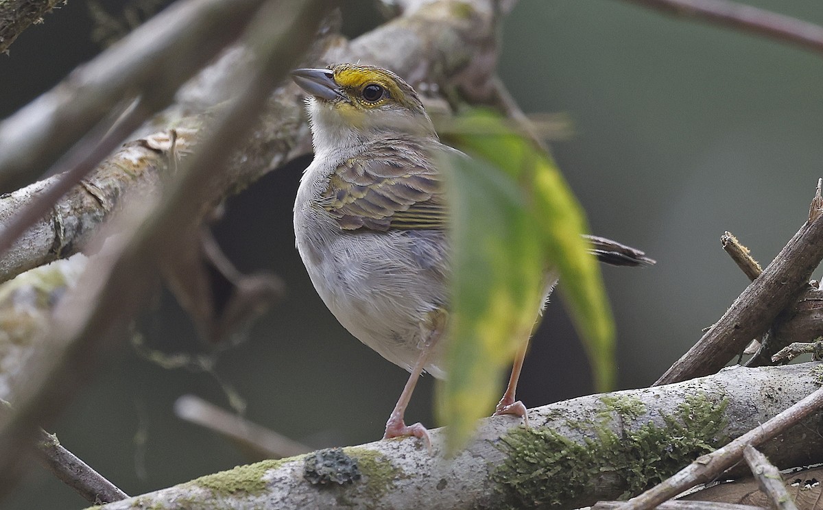 eBird Checklist - 29 Aug 2023 - Cock-of-the-Rock Lodge & Manu Paradise Lodge - 4 species