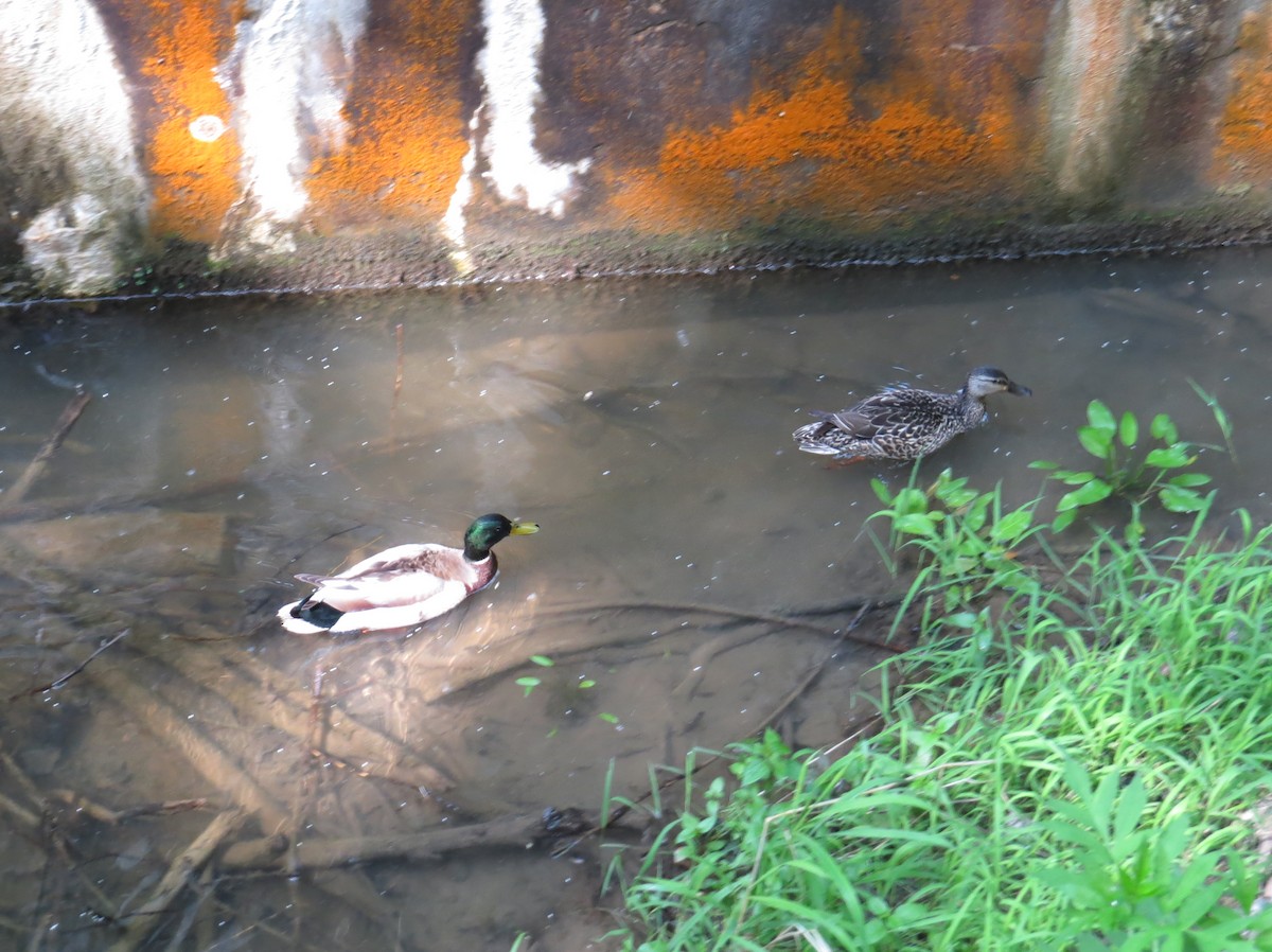 eBird Checklist - 20 May 2024 - Deep Lock Quarry Metro Park - 44 species