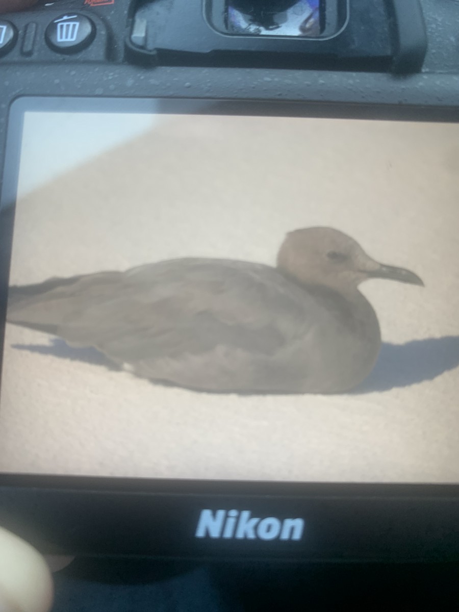 eBird Checklist - 13 Sep 2024 - Ed Walline Beach Access - 1 species