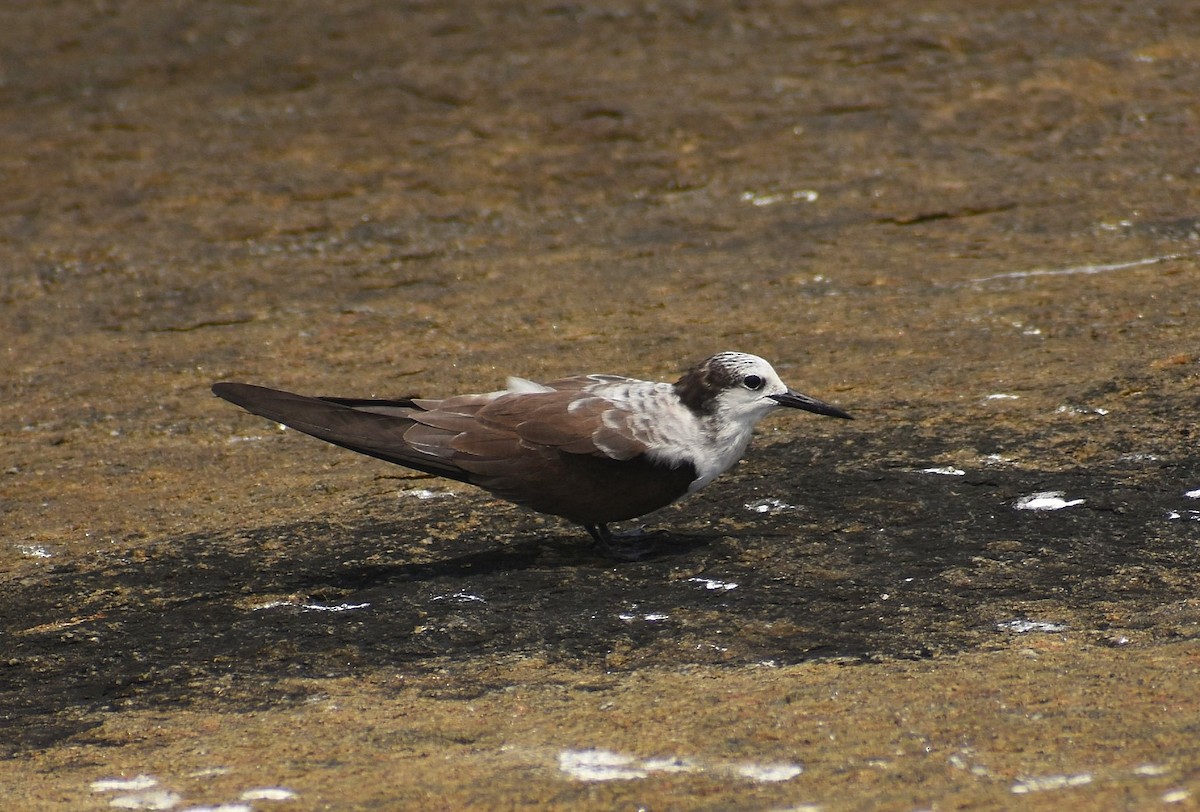 ML623690053 - Bridled Tern - Macaulay Library
