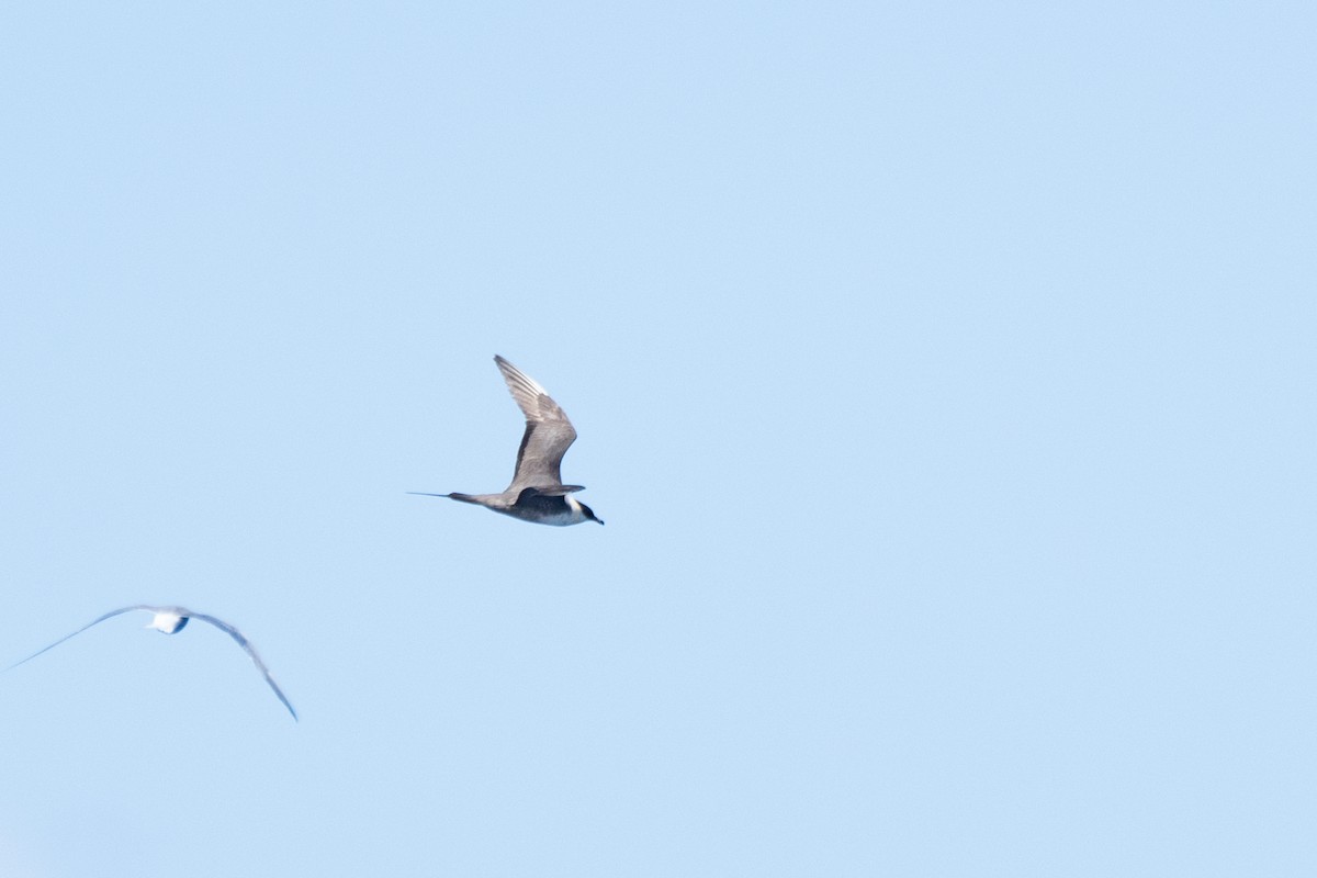 eBird Checklist - 13 Sep 2024 - 宜蘭--南方澳-東澳-南澳海域(Yilan--Nanfang'ao, Dong ...