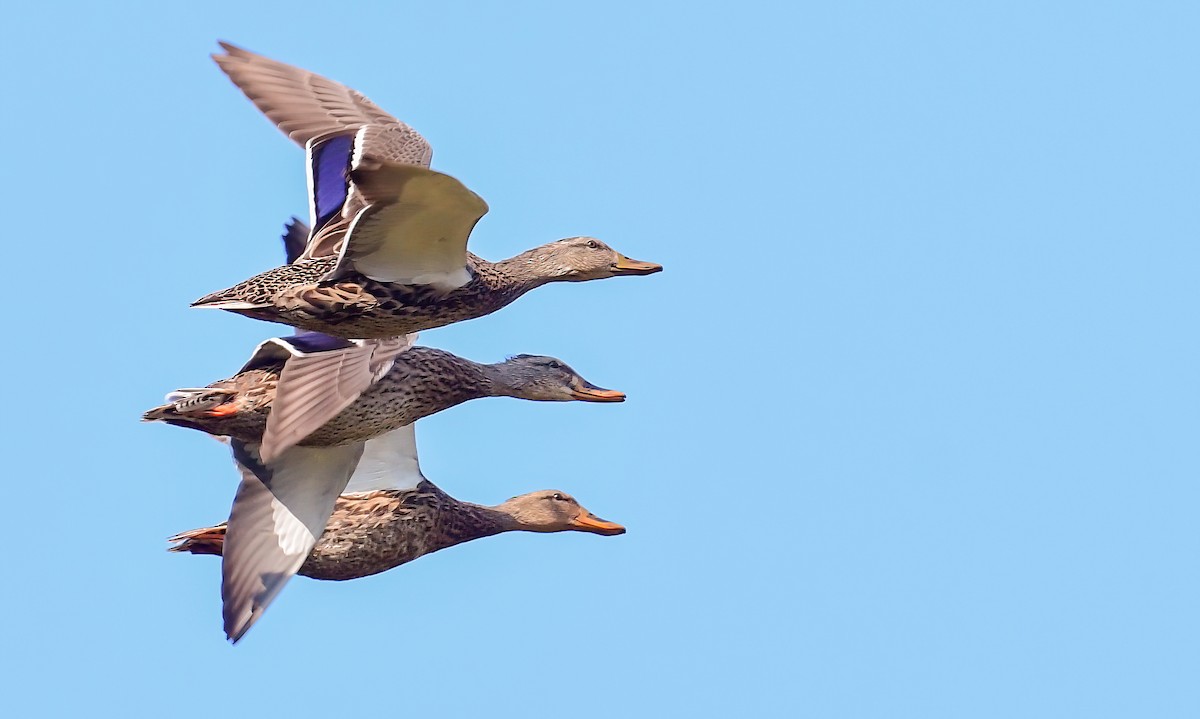 eBird Checklist - 14 Sep 2024 - William H. Kain County Park--Lake ...