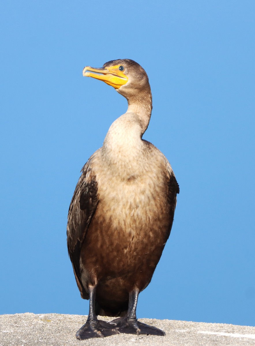 eBird Checklist - 14 Sep 2024 - Locust Lake SP - 35 species