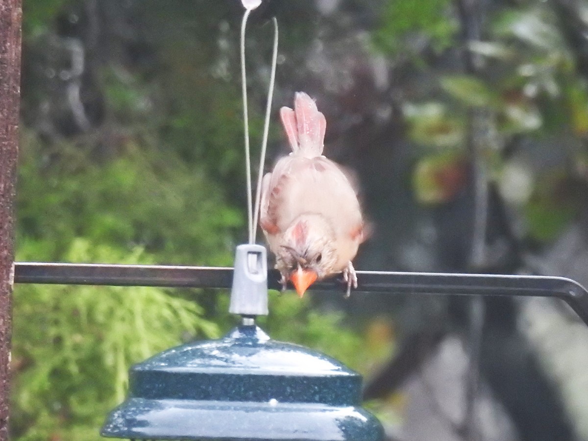 eBird Checklist - 27 Aug 2024 - Kelly's Bird Sanctuary @ Brazos River ...