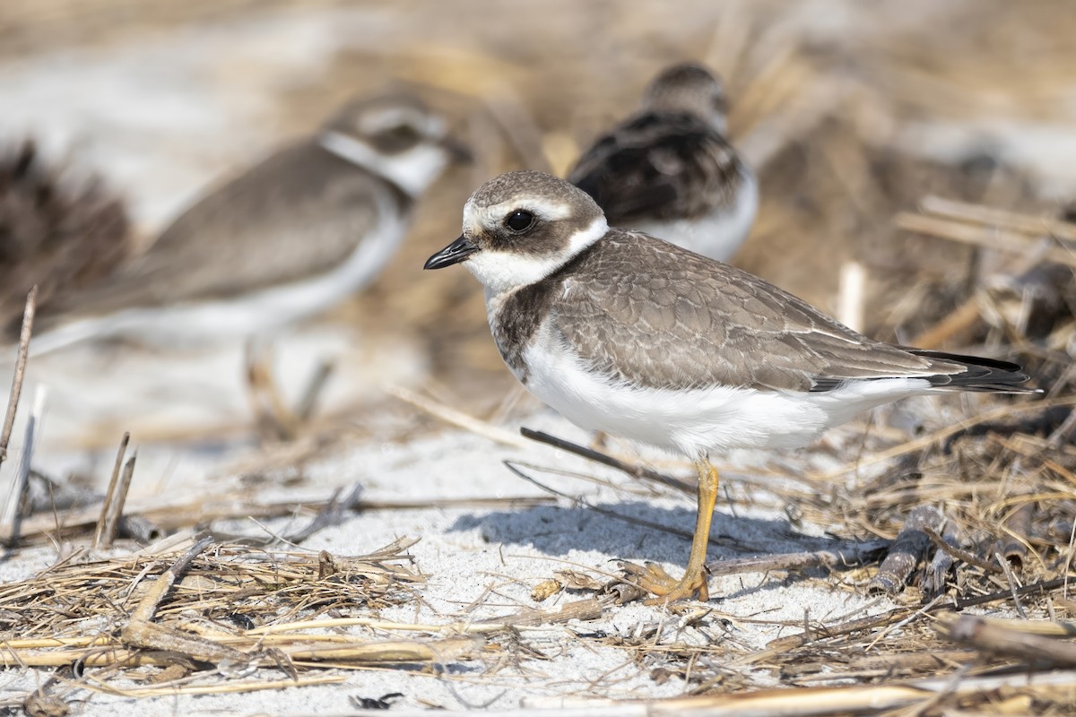 ML623715534 - Common Ringed Plover - Macaulay Library