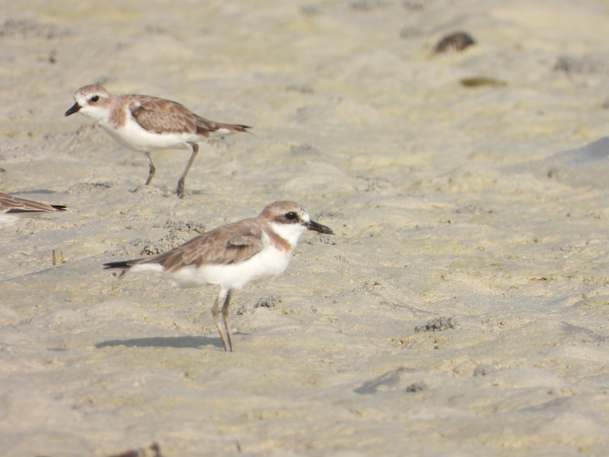 ML623716542 - Greater Sand-Plover - Macaulay Library