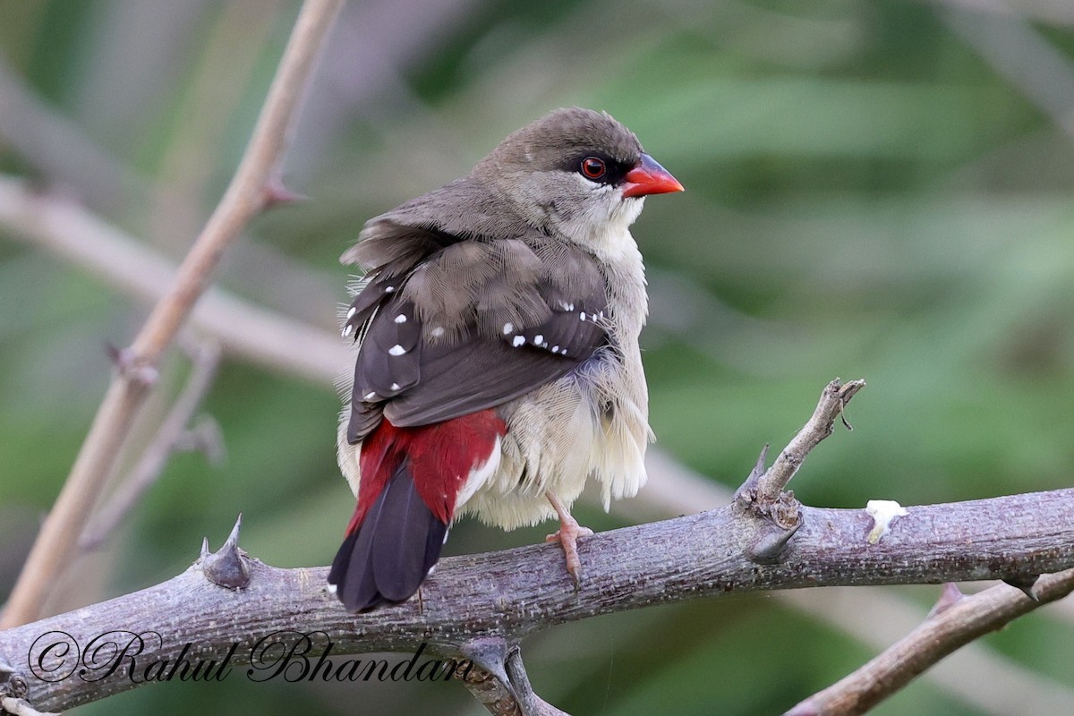 ML623744986 - Red Avadavat - Macaulay Library