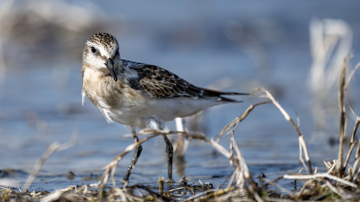 eBird Checklist - 1 Sep 2024 - 马场 (Ma Chang) - 28 species