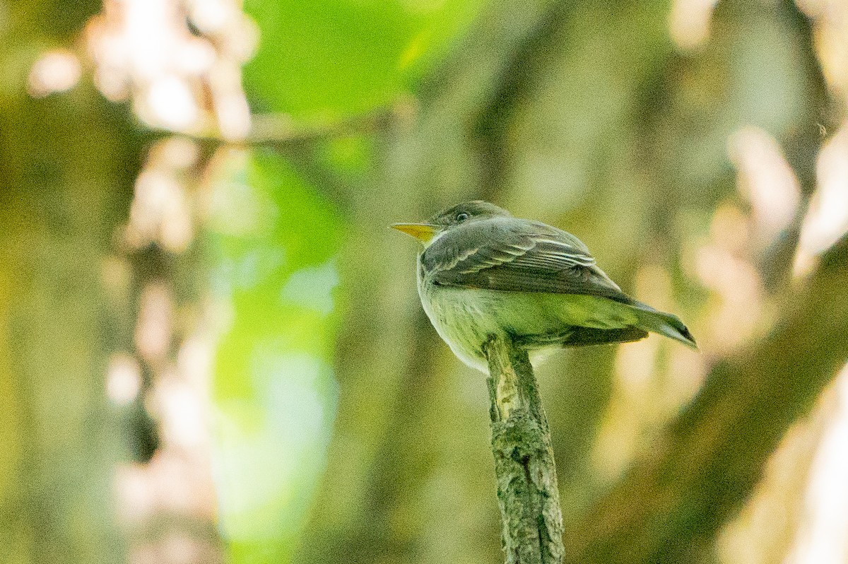 eBird Checklist - 29 May 2024 - Murphy-Hanrehan Park Reserve--Forest ...