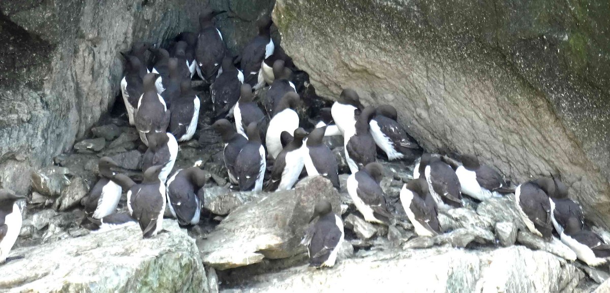 eBird Checklist - 17 Jul 2024 - South Stack RSPB Reserve - 6 species