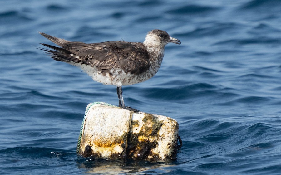Labbe à longue queue ou L. parasite - eBird