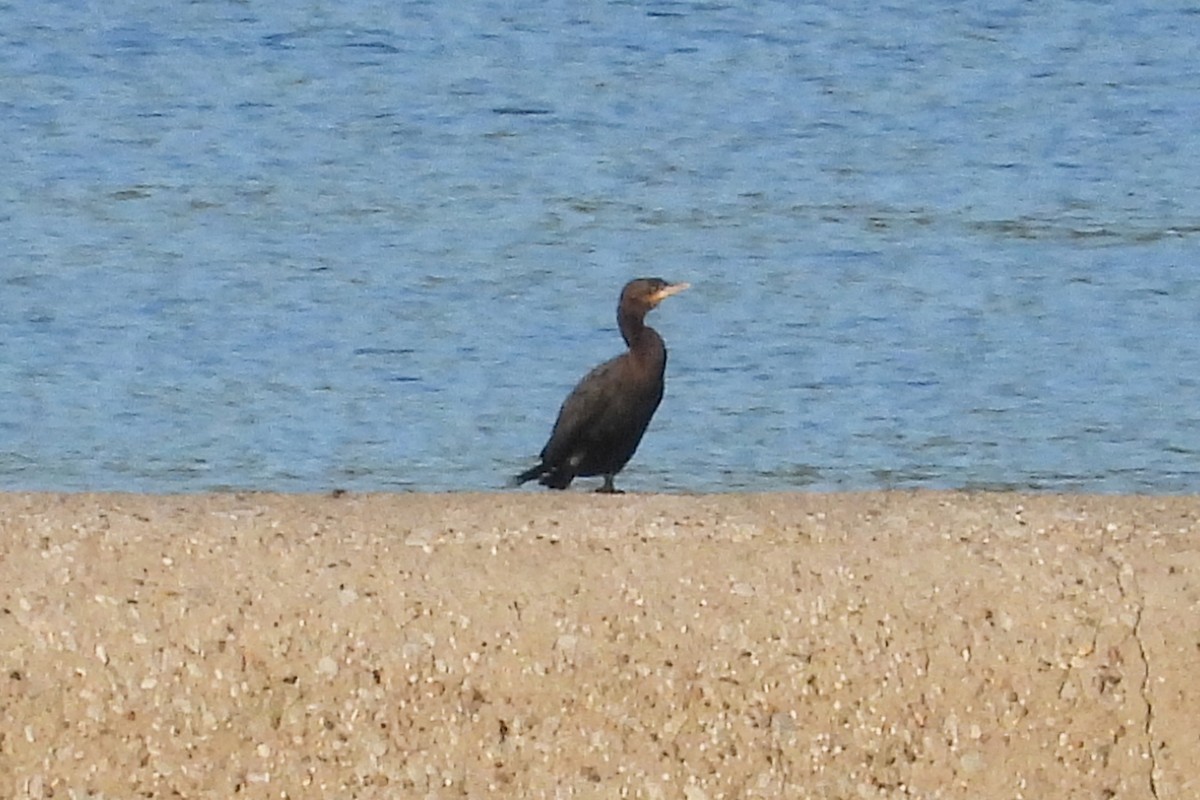 ML623756908 - Neotropic Cormorant - Macaulay Library