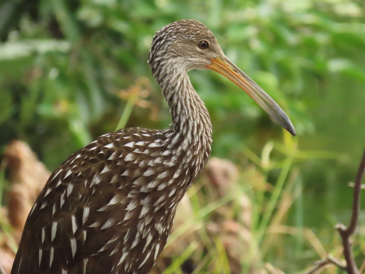 eBird Checklist - 15 Sep 2024 - Lake Ida Park, Delray Beach - 18 species