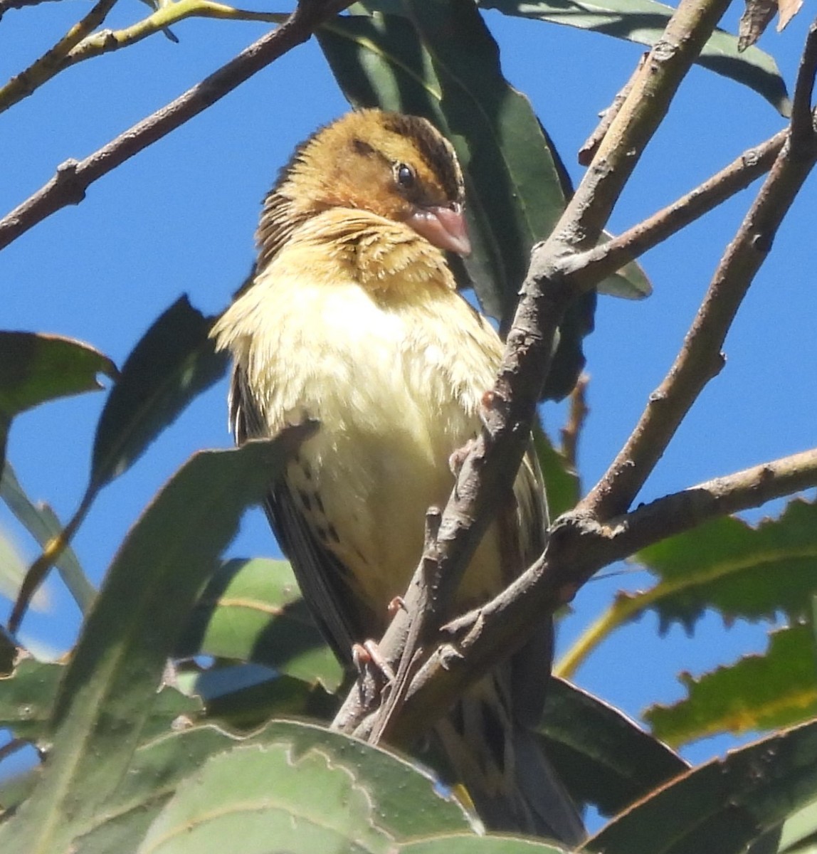 eBird Checklist - 15 Sep 2024 - Pt. Pinole Regional Park - 14 species