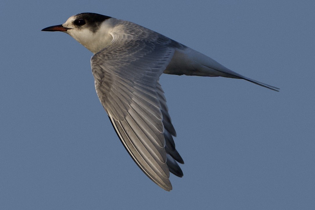 ML623779372 - Arctic Tern - Macaulay Library