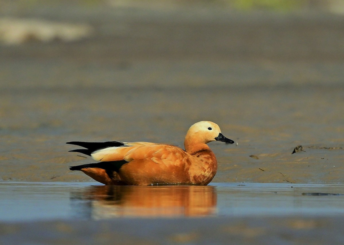 ML623785956 - Ruddy Shelduck - Macaulay Library