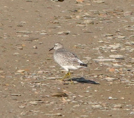 eBird Checklist - 16 Sep 2024 - Presque Isle SP--Gull Pt. - 30 species