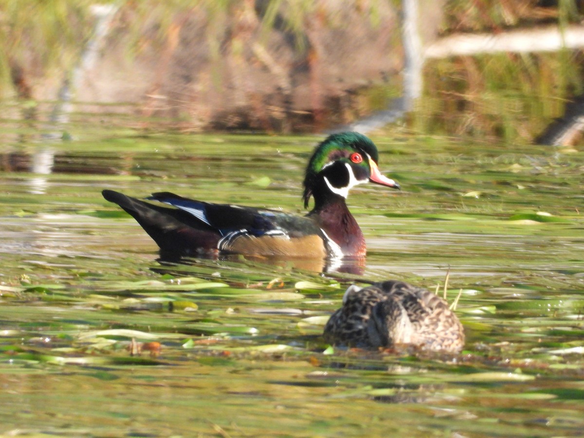 eBird Checklist - 16 Sep 2024 - Parc régional Val-David - Val-Morin ...