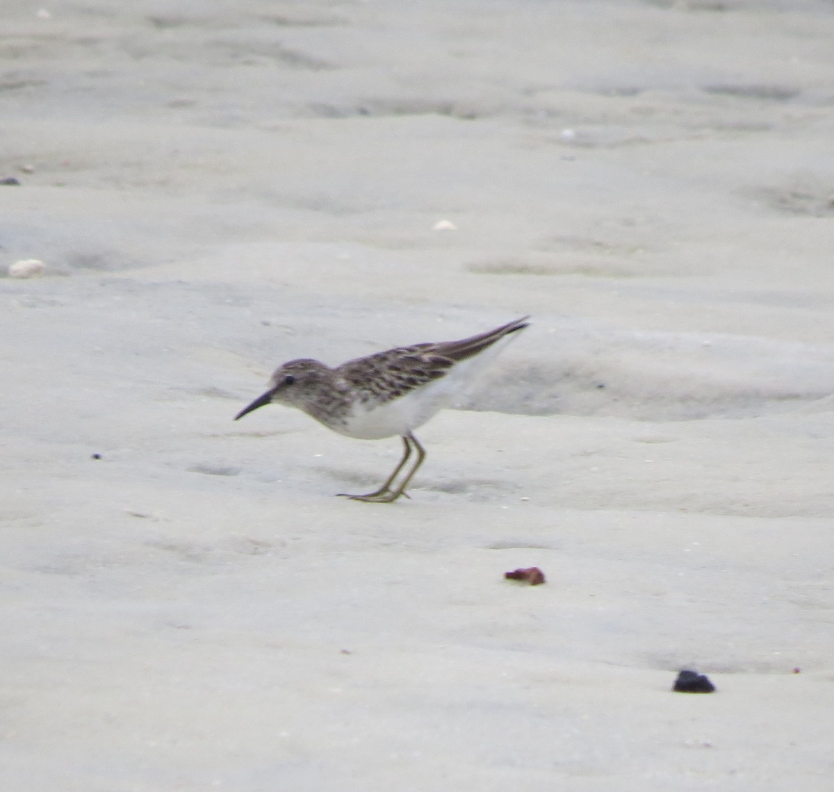 eBird Checklist - 16 Sep 2024 - Alfred McKethan Park (Pine Island) - 17 ...