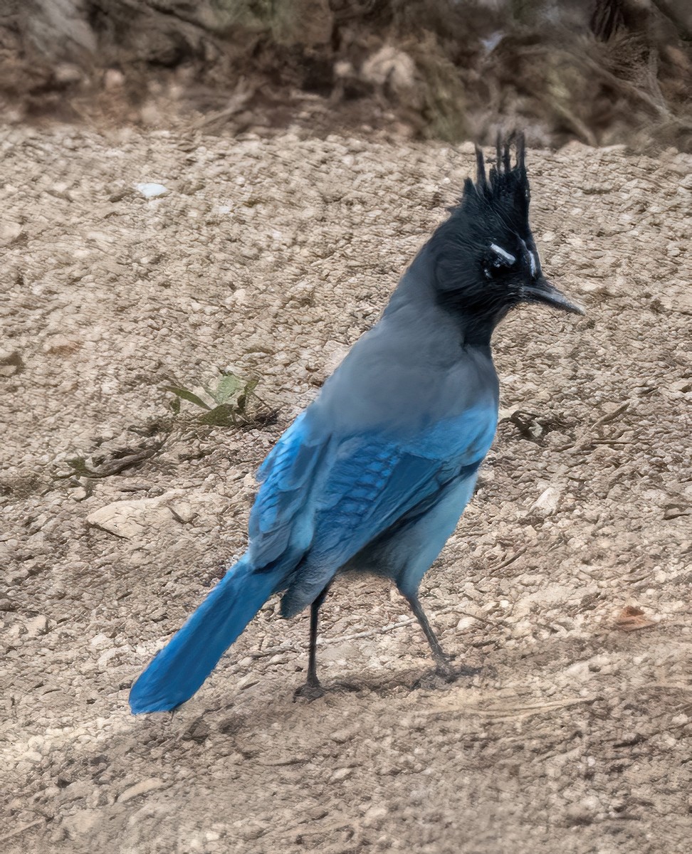 eBird Checklist - 16 Sep 2024 - Walker Ranch Loop - 19 species