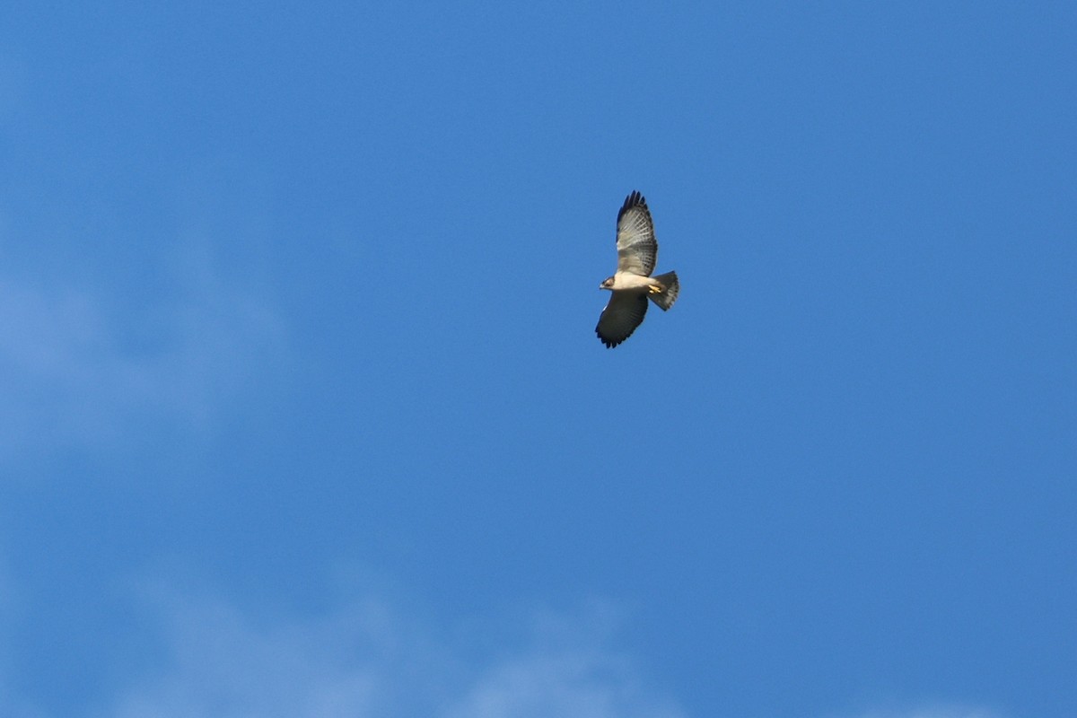eBird Checklist - 16 Sep 2024 - Loxahatchee NWR - 23 species