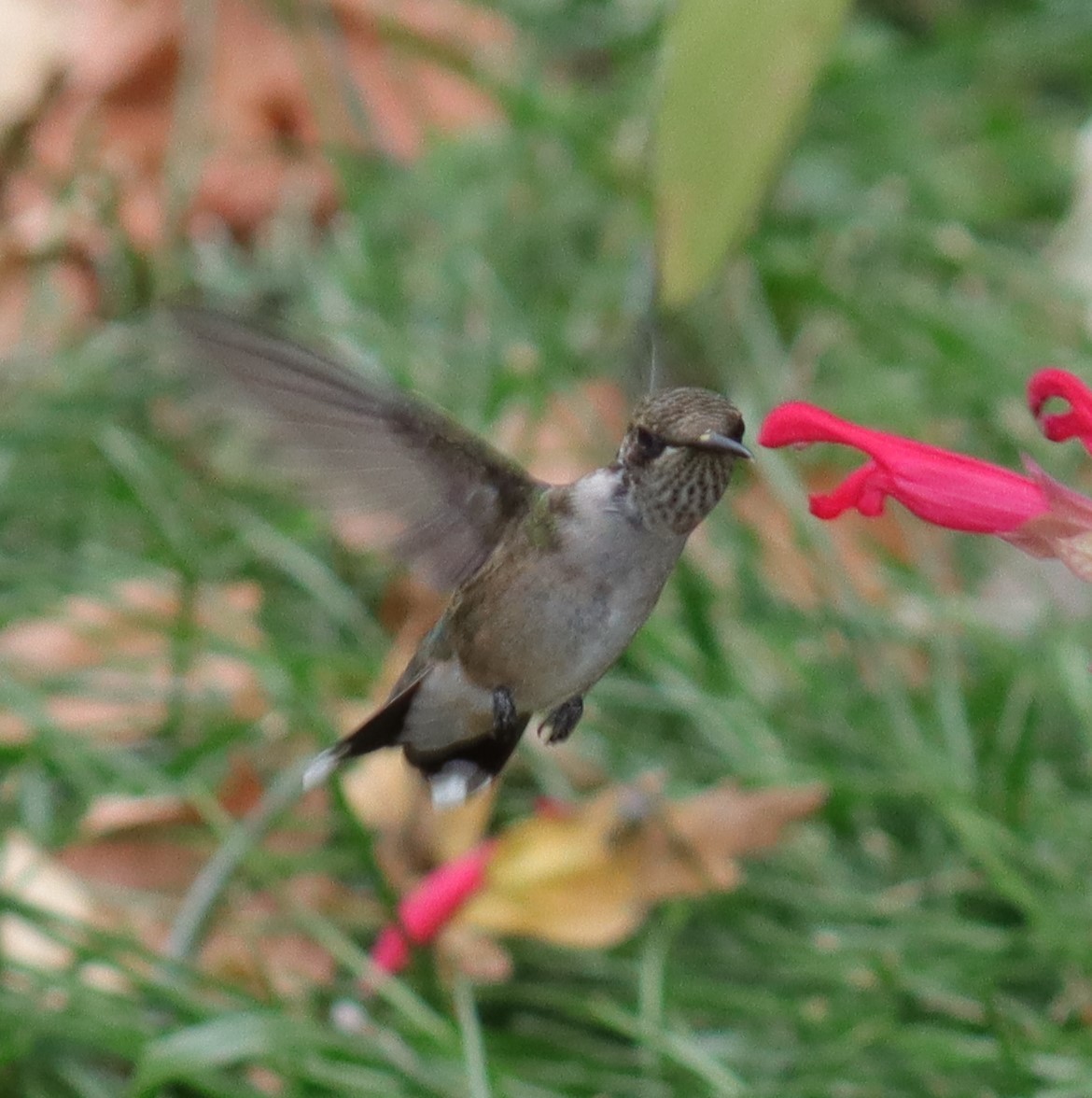 eBird Checklist - 16 Sep 2024 - Shane - 2 species