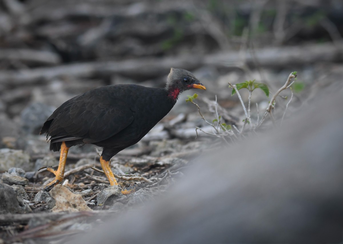 ML623825247 - Micronesian Megapode - Macaulay Library