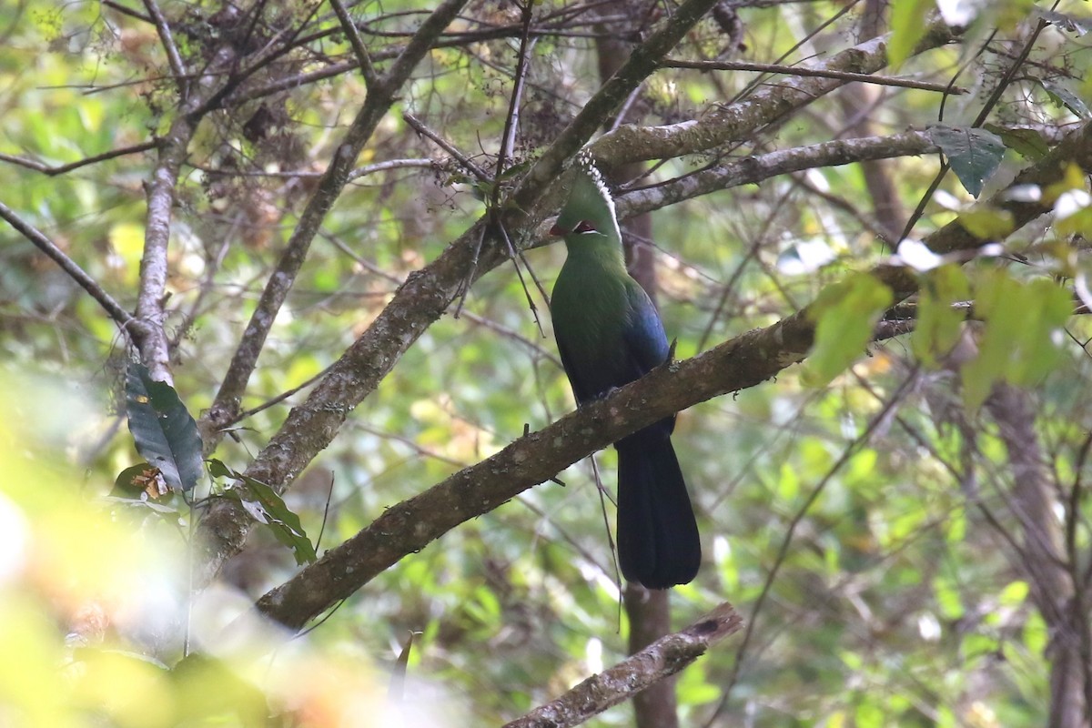 eBird Checklist - 15 Sep 2024 - Uluguru Nature Forest Reserve--Bunduki ...