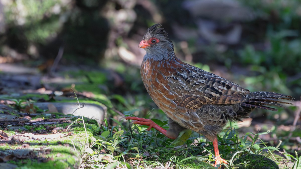 ML623845020 - Bearded Wood-Partridge - Macaulay Library