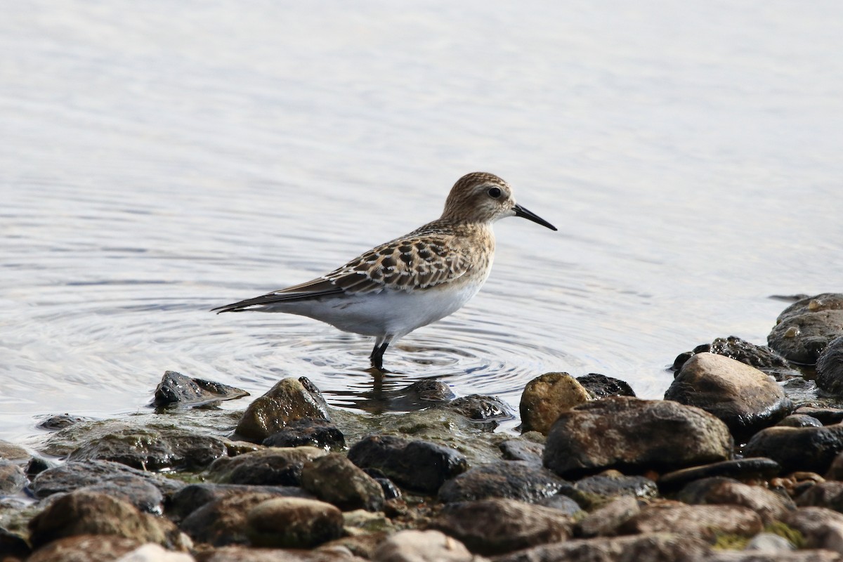 eBird Checklist - 17 Sep 2024 - Smith Reservoir SWA - 47 species (+1 ...