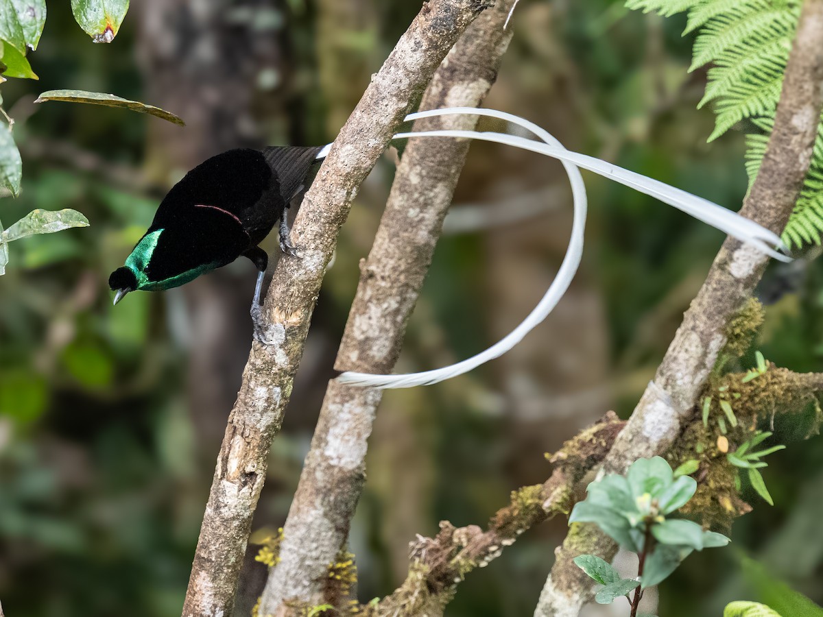 ML623865367 - Ribbon-tailed Astrapia - Macaulay Library