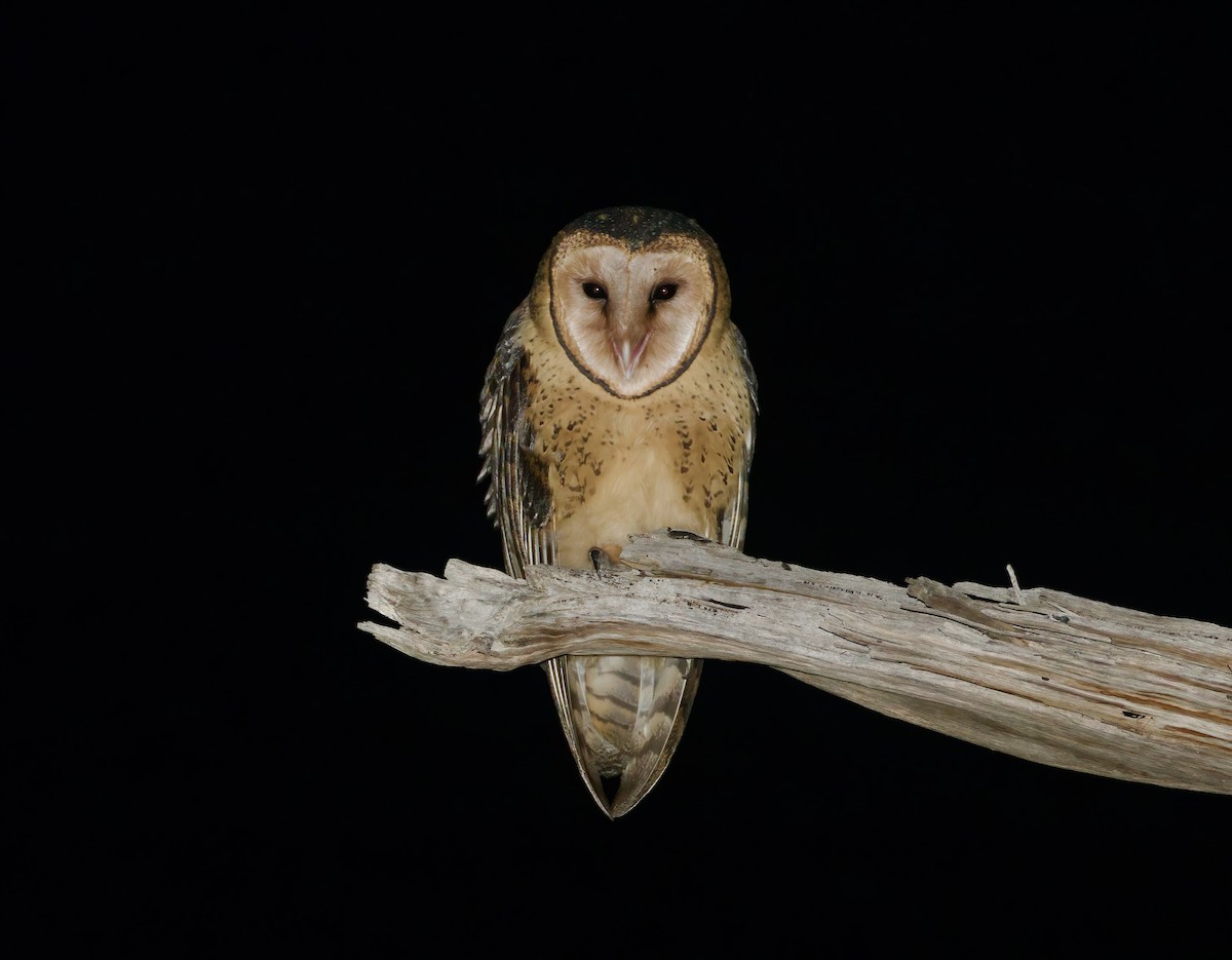 eBird Checklist - 18 Sep 2024 - Cape Conran Coastal Park - 2 species