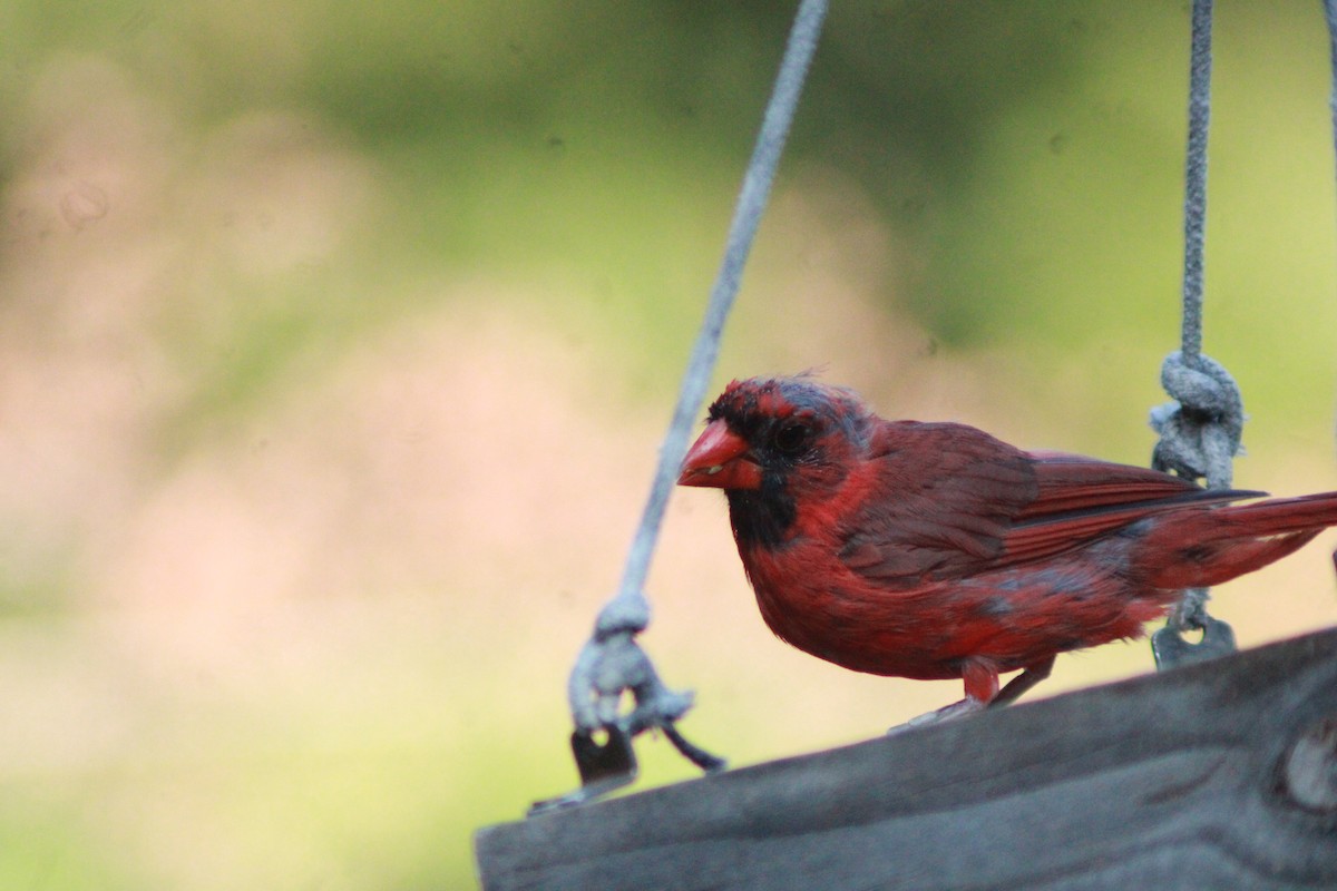 eBird Checklist - 26 Aug 2024 - Home Amazing Bird Lodge - 10 species
