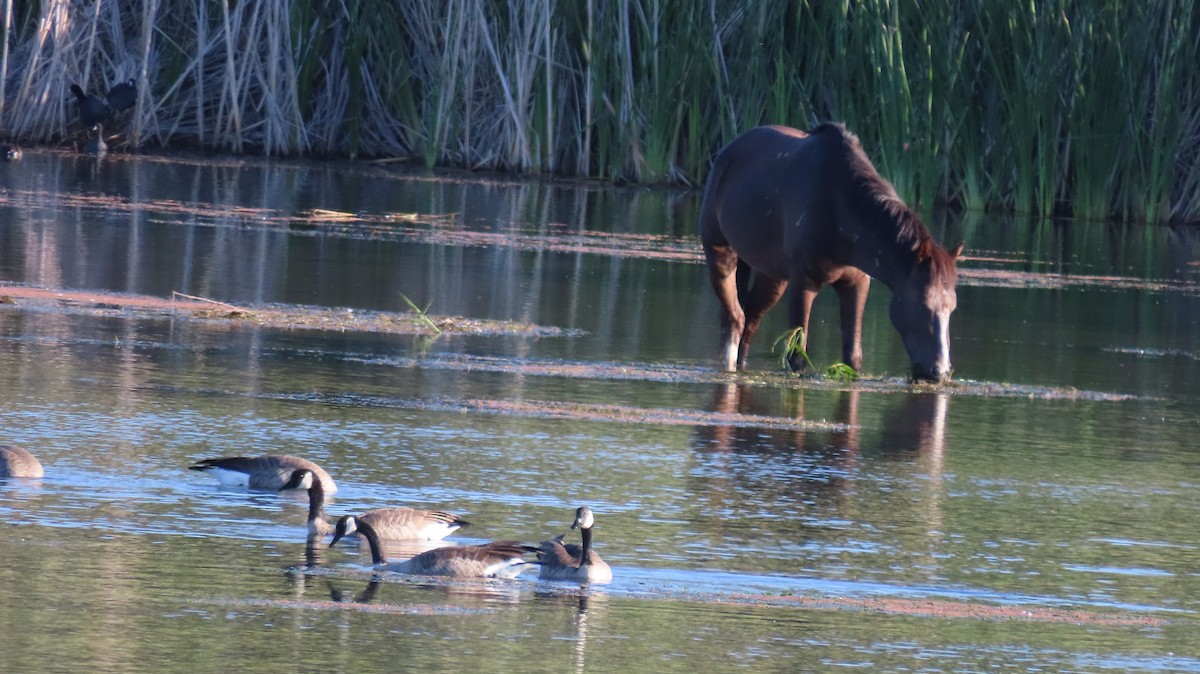 eBird Checklist - 18 Sep 2024 - Salt River--Granite Reef Recreation ...