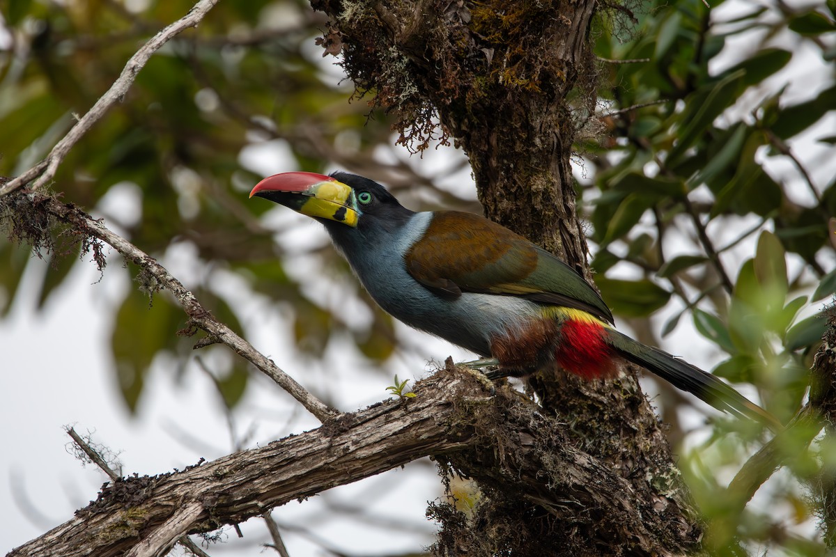 eBird Checklist - 9 Sep 2024 - Auto selected -6.71230, -77.87054 - 5 ...