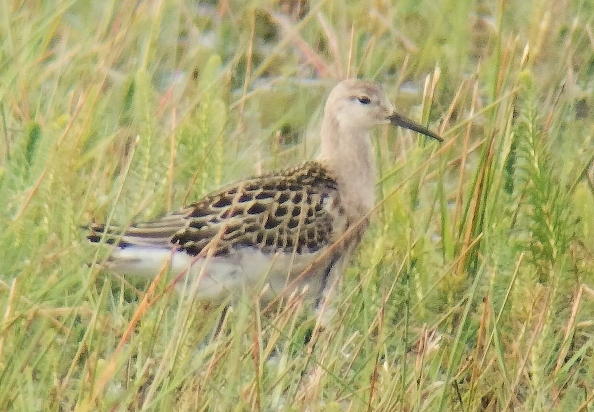eBird Checklist - 18 Sep 2024 - Arcata Bottoms--Jackson Ranch Rd. - 12 ...
