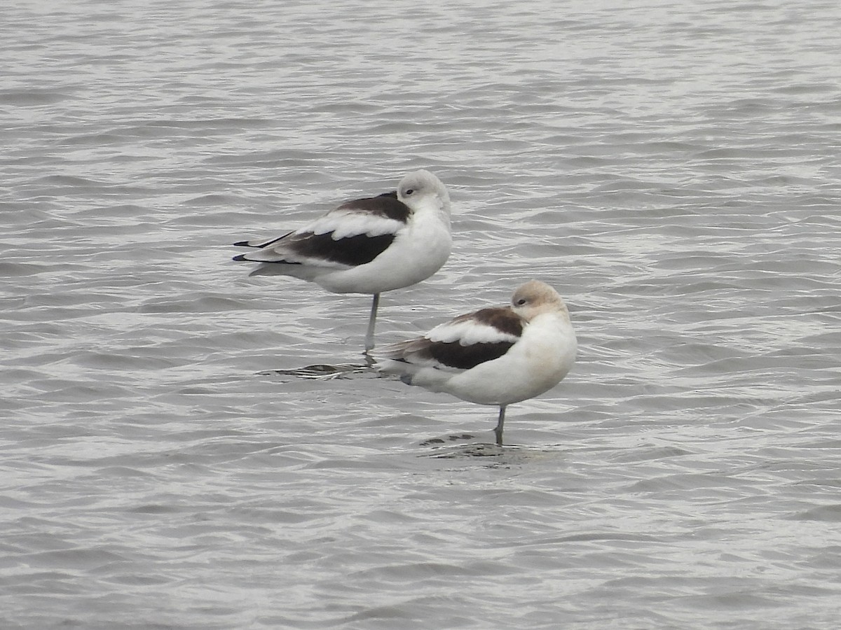 eBird Checklist - 18 Sep 2024 - North Ottawa Impoundment - 30 species (+1 other taxa)