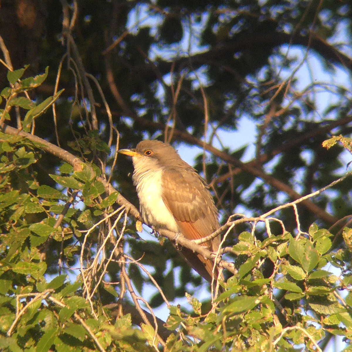 eBird Checklist - 19 Sep 2024 - Wood Dale Reservoir - 35 species (+2 ...