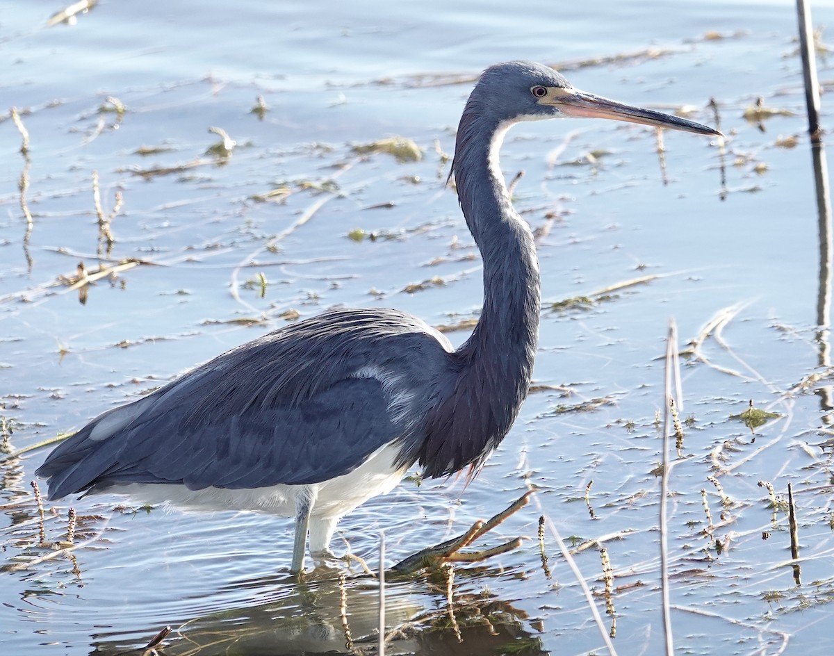 eBird Checklist - 19 Sep 2024 - Chatfield Reservoir--Fox Run parking ...