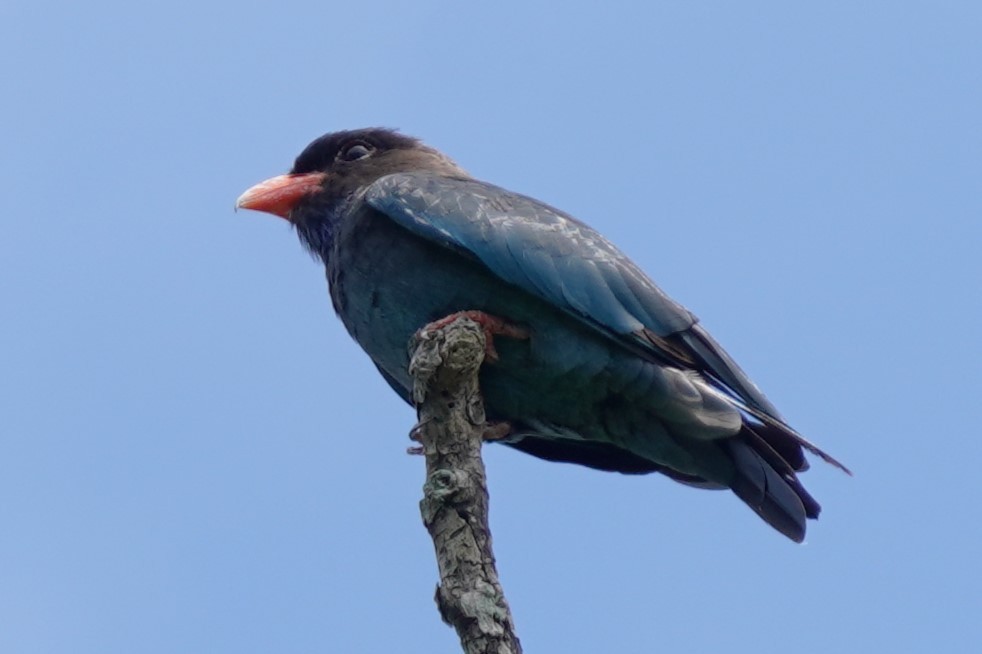 ML623910368 - Dollarbird - Macaulay Library