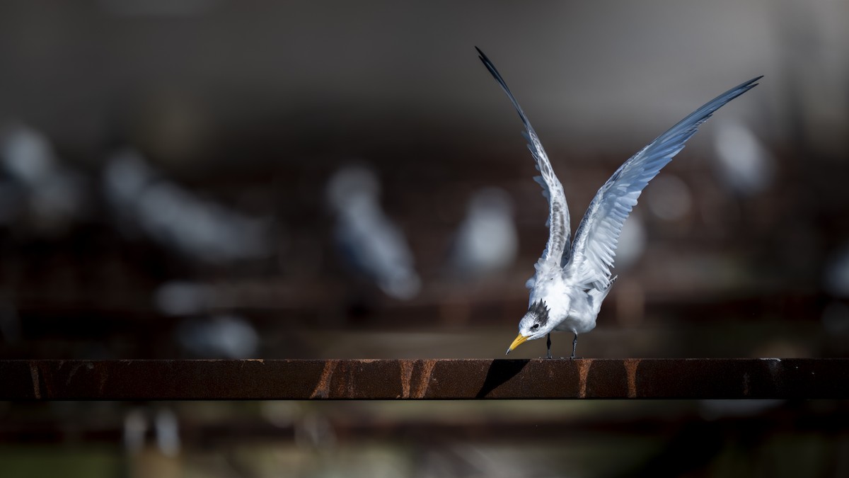 ML623911514 - Chinese Crested Tern - Macaulay Library