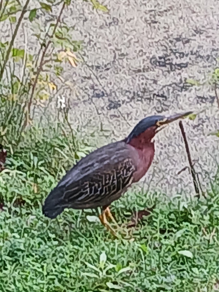 eBird Checklist - 18 Sep 2024 - Fort Whyte Alive, Winnipeg - 1 species