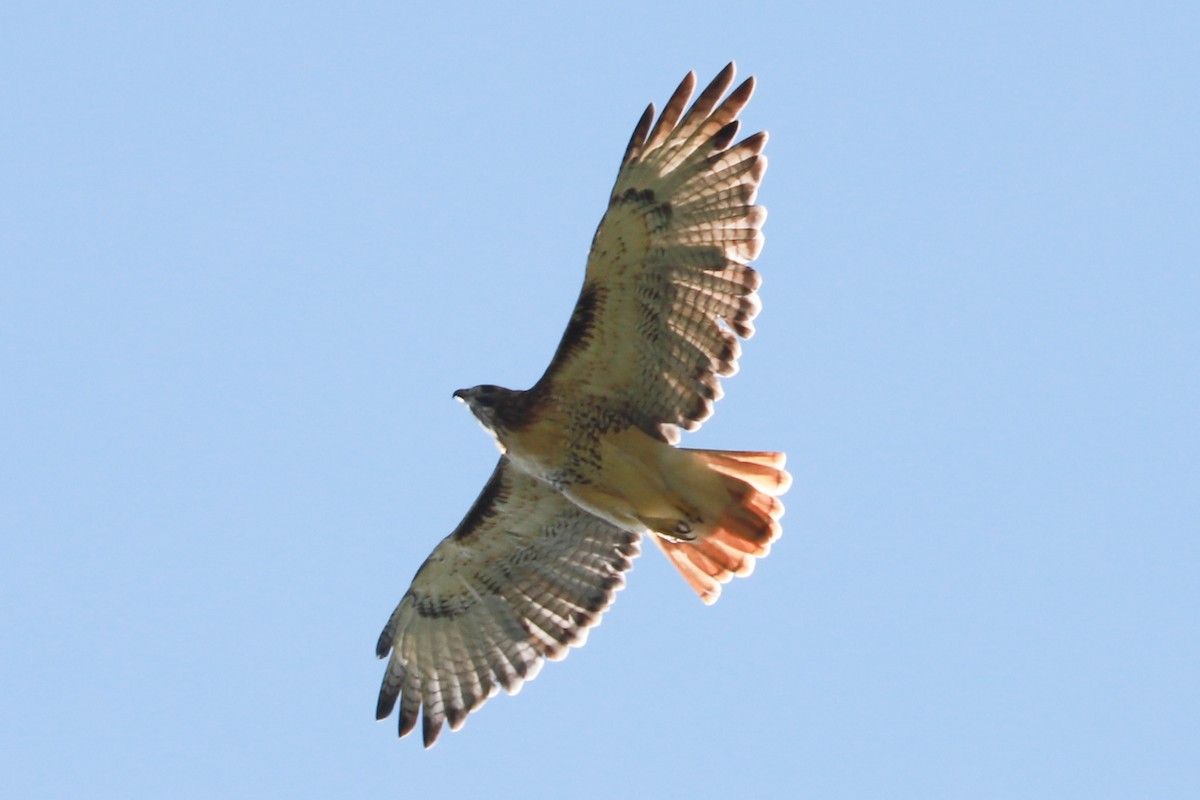 Pennsylvania Bird Atlas Checklist - 19 Sep 2024 - 399 Upper Georges Valley Rd, Spring Mills US ...