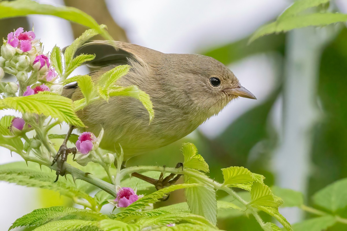 ML623935613 - Green Warbler-Finch - Macaulay Library