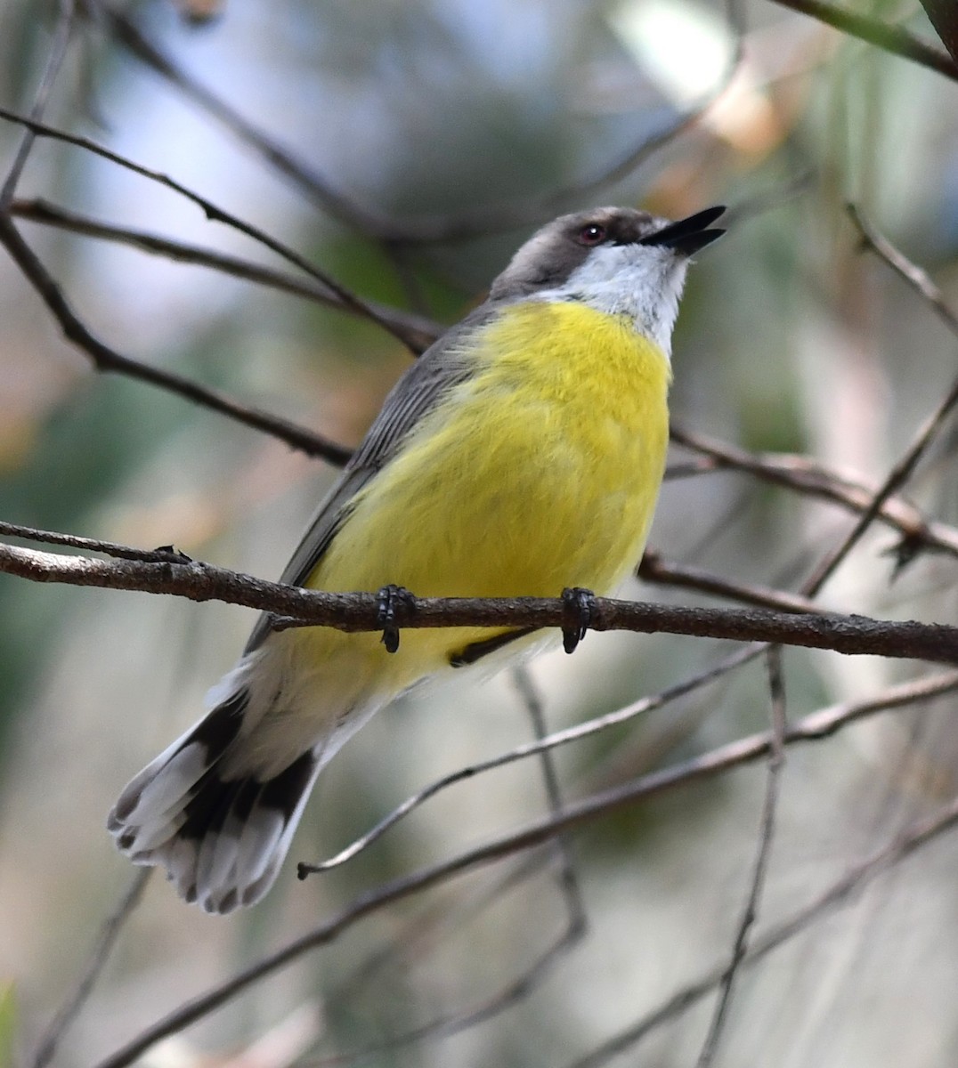 eBird Checklist - 20 Sep 2024 - Tidbinbilla Nature Reserve - 24 species