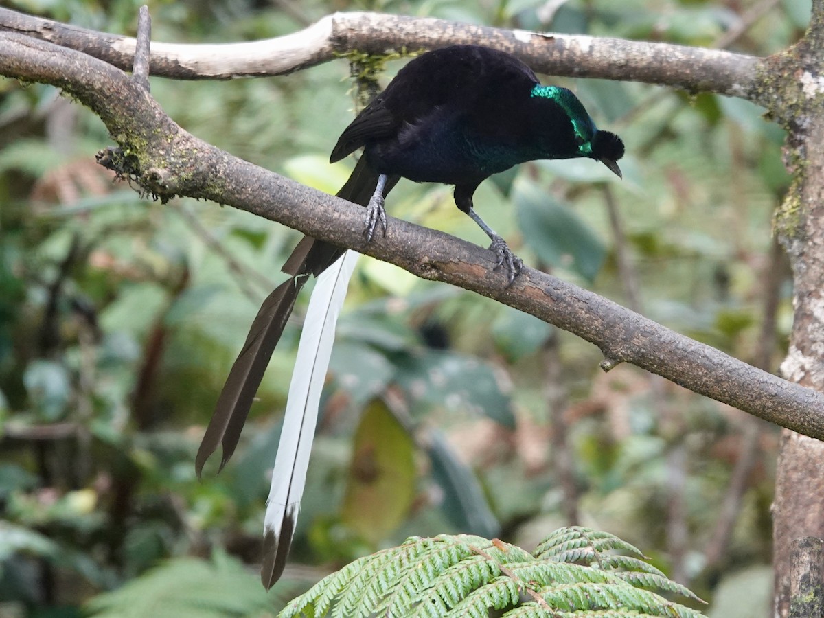 ML623939493 - Ribbon-tailed Astrapia - Macaulay Library